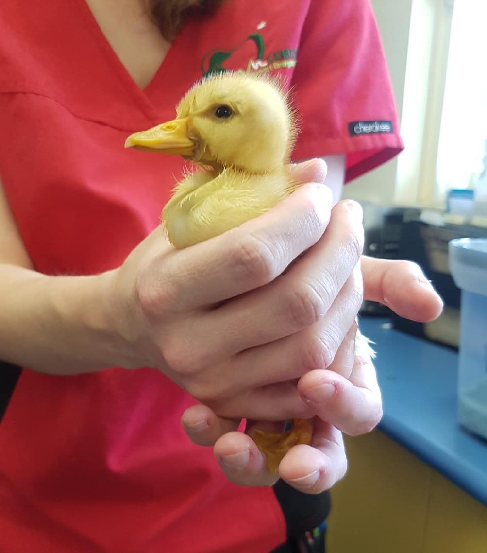 What to do if you find an Orphaned or Lost Duckling - Canberra ...